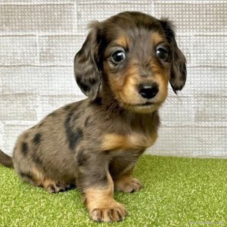 ミニチュアダックスフンド(ロング)【熊本県・女の子・2023年5月5日・シルバーダップル】PRA発症しません！ ※総額表示｜みんなのブリーダー（子犬ID：2306-02685）