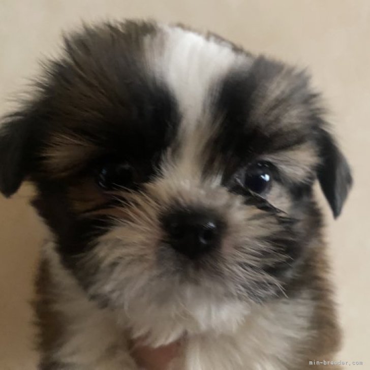 シーズー ︎チワワ【新潟県・男の子・2023年1月9日・ホワイト&ゴールド】3月12日までの募集です｜みんなのブリーダー（子犬ID：2302-00574）