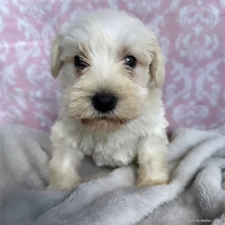 ミニチュアシュナウザー【愛知県・女の子・2023年6月16日・ホワイト】8月15日までお値引き中です ｜みんなのブリーダー（子犬ID：2307-06181）