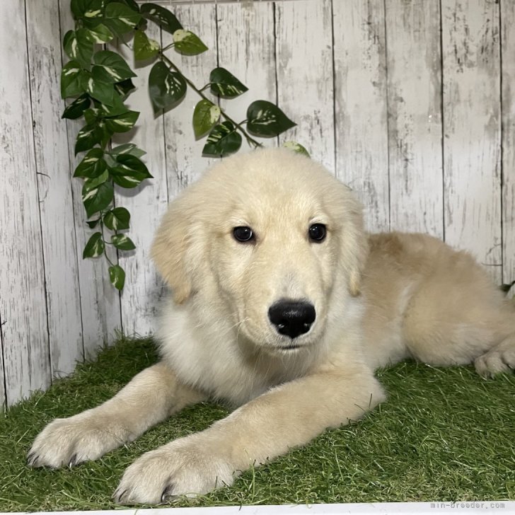 ゴールデンレトリバー【三重県・男の子・2023年9月3日・ゴールド】元気いっぱいの男の子です｜みんなのブリーダー（子犬ID：2311-01442）